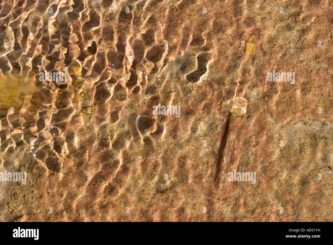 Fossil in water Stock Photo - Alamy