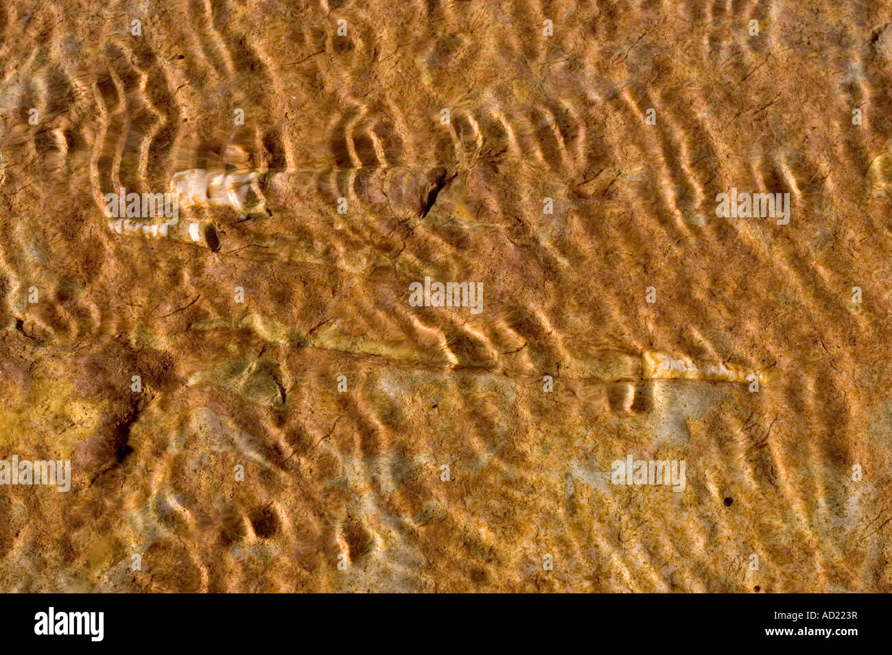 Fossil in water Stock Photo - Alamy