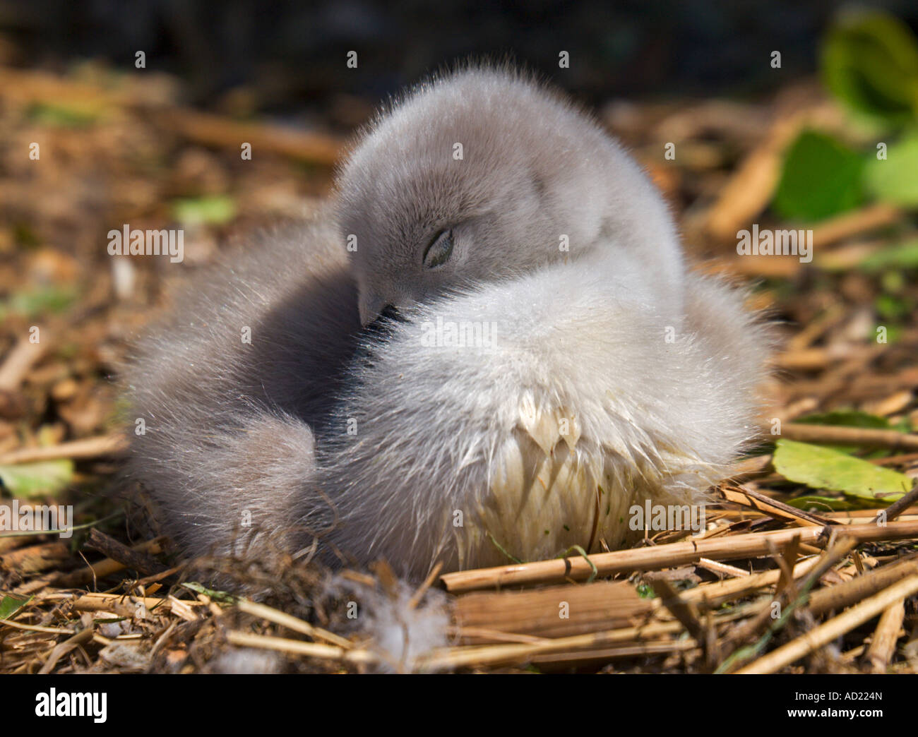Sleeping cygnets hi-res stock photography and images - Alamy