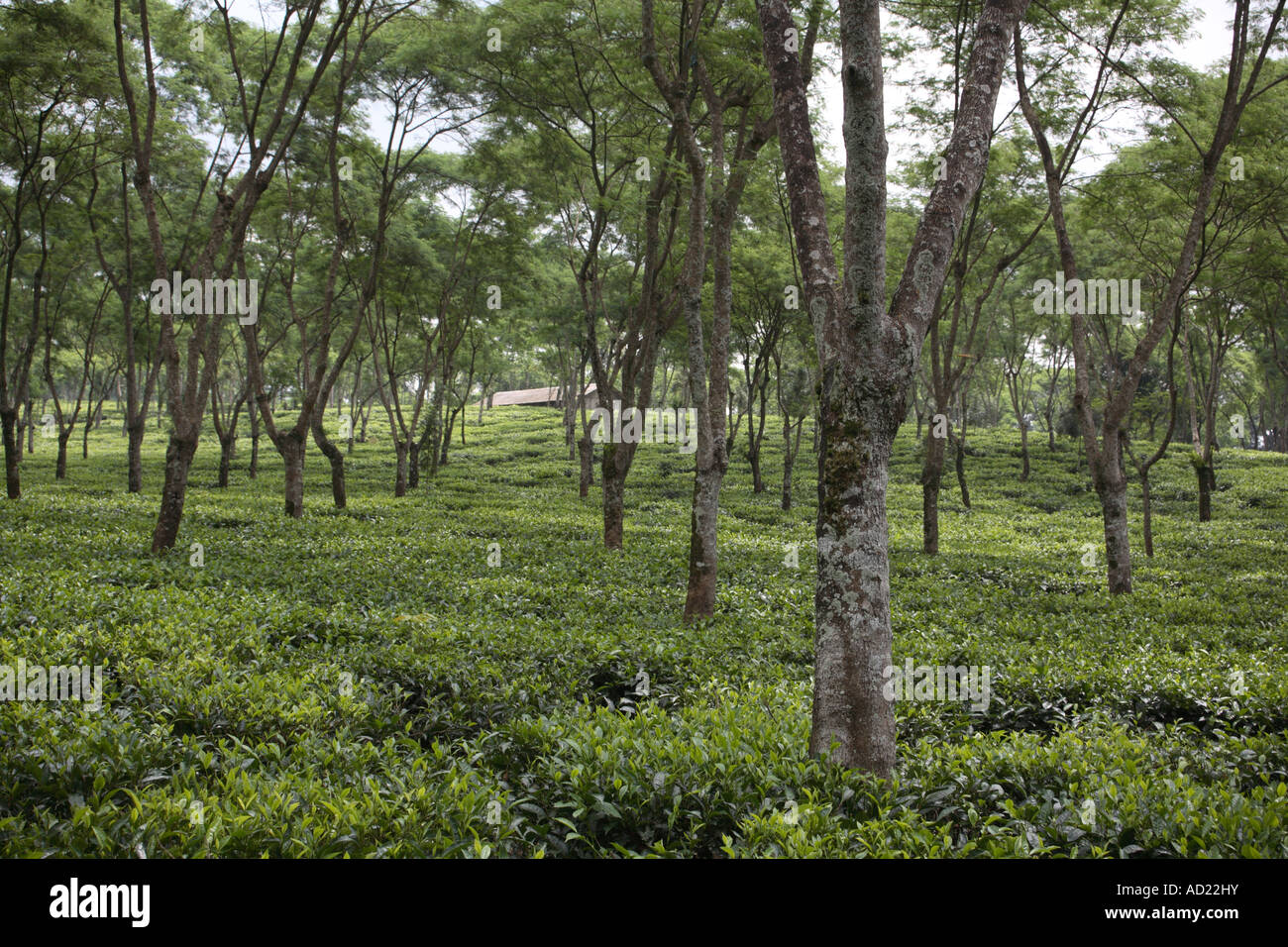 A tea plantation near Malang in Eastern Java Indonesia Stock Photo - Alamy