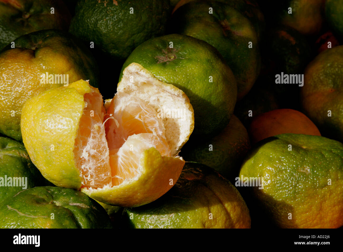 Oranges are the fruit from the city of Nagpur in Maharashtra india ...