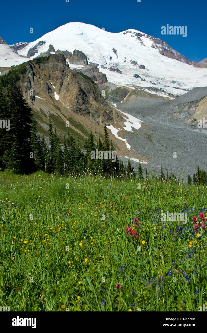 Wildflowers in a Meadow below Mount Rainier Mountain Washington State ...