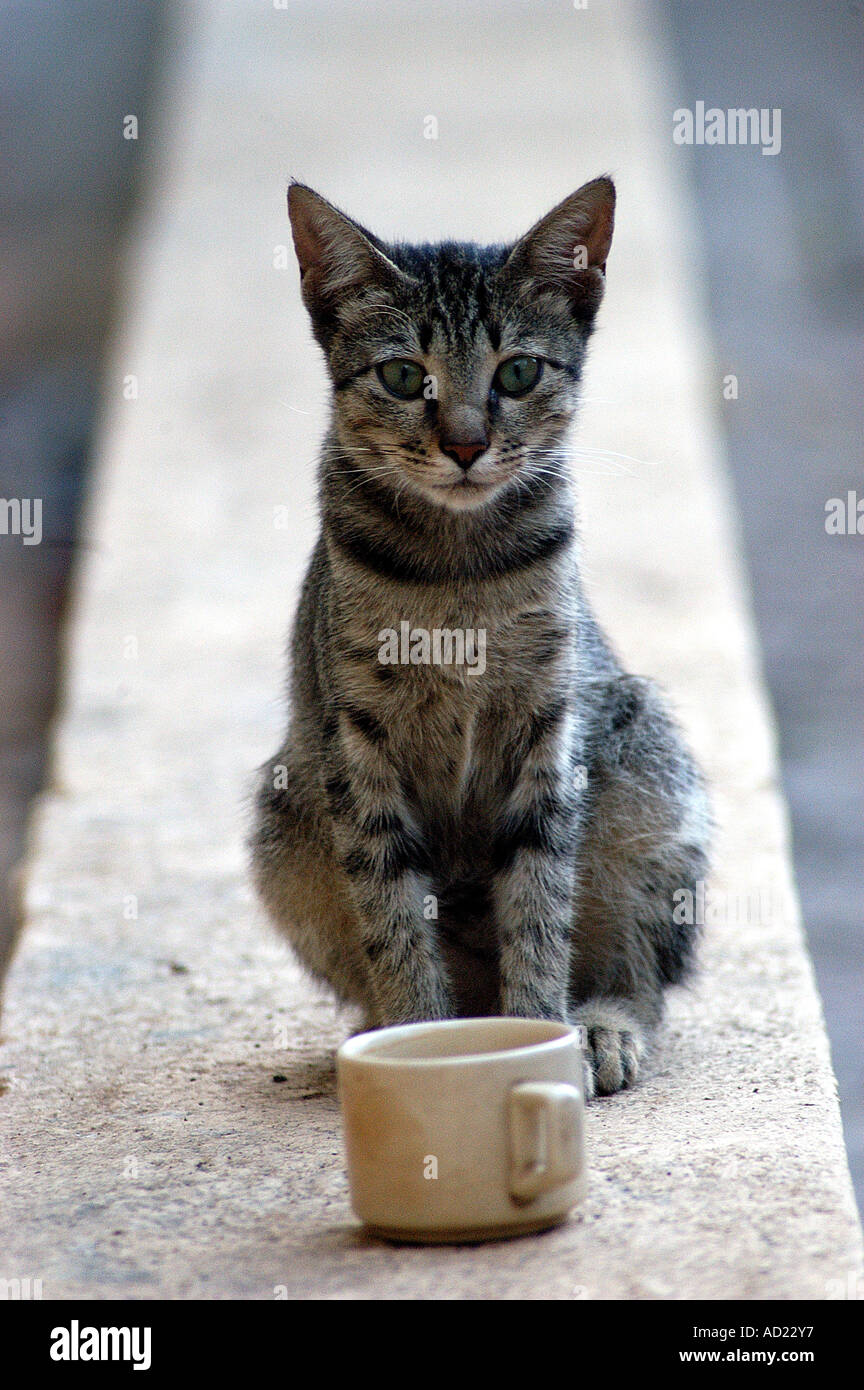 Cup animals hi-res stock photography and images - Alamy