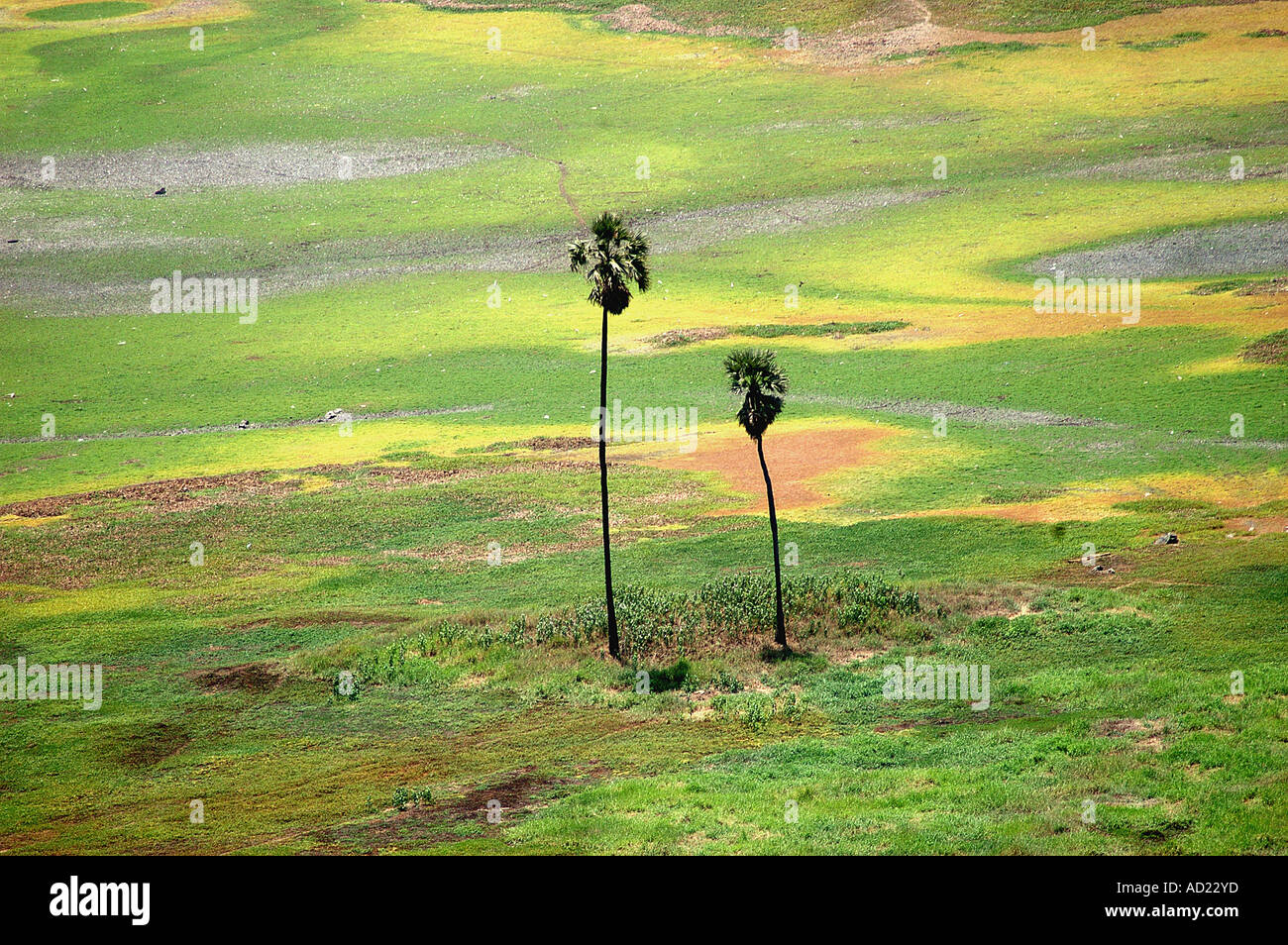 ASB72989 View of Powai lake two palm trees Bombay Mumbai Maharashtra ...