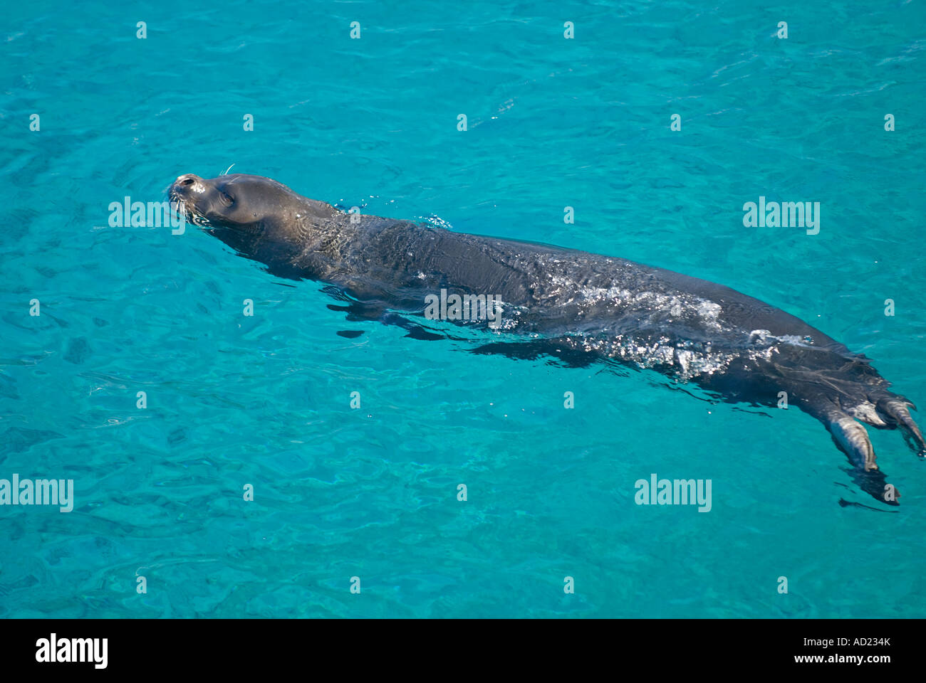 Critically endangered species Mediterranean monk seal, Monachus ...