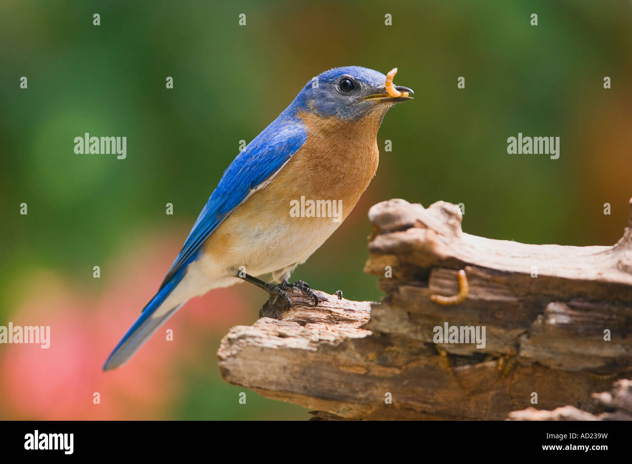 Eastern Blue Bird Feeding on Meal Worms Stock Photo - Alamy
