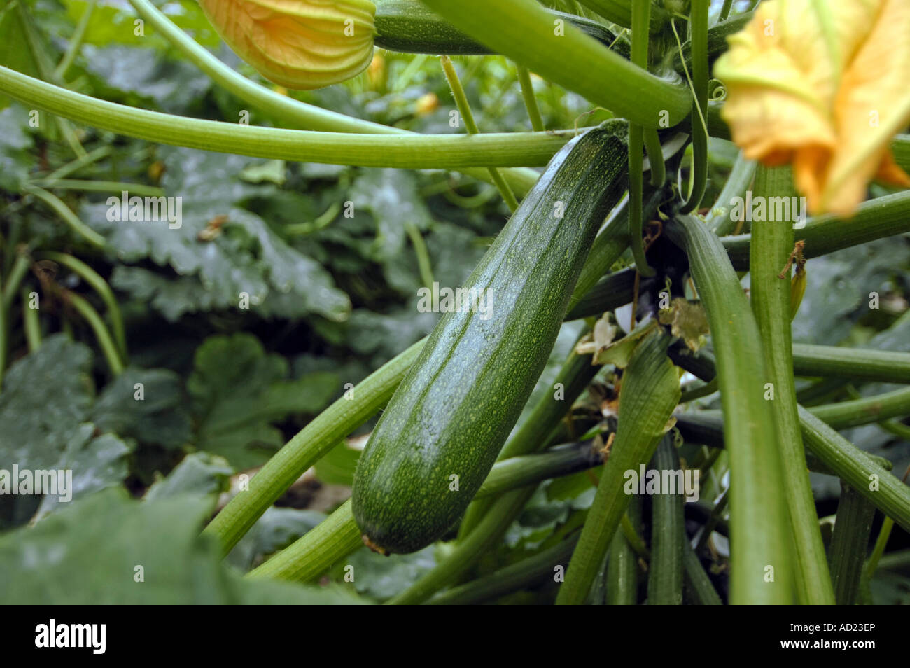 Courgettes growing in a commercial greenhouse Belgium Stock Photo - Alamy