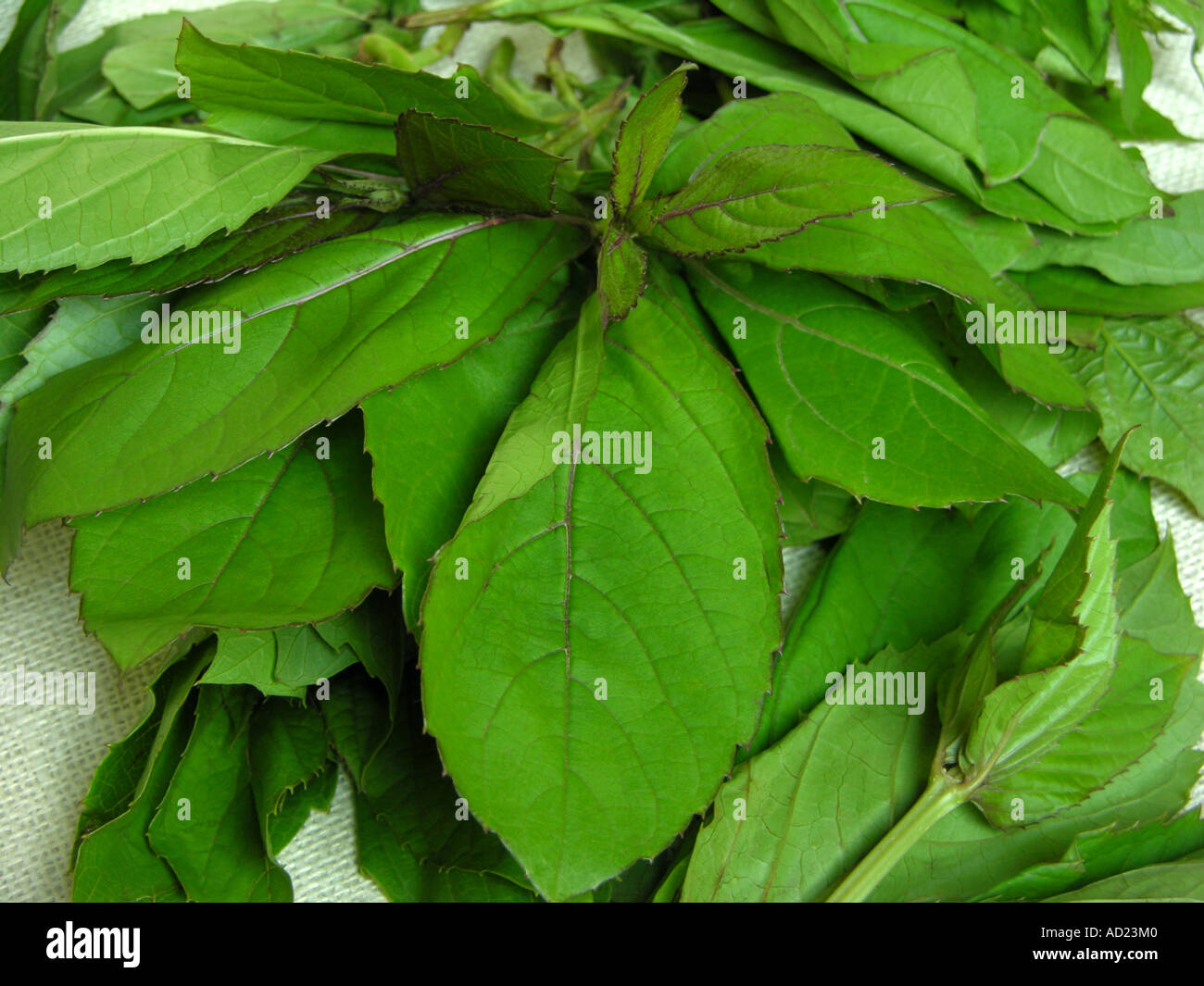 ADC72744 Food Bharangi green healthy leafy vegetable Stock Photo - Alamy