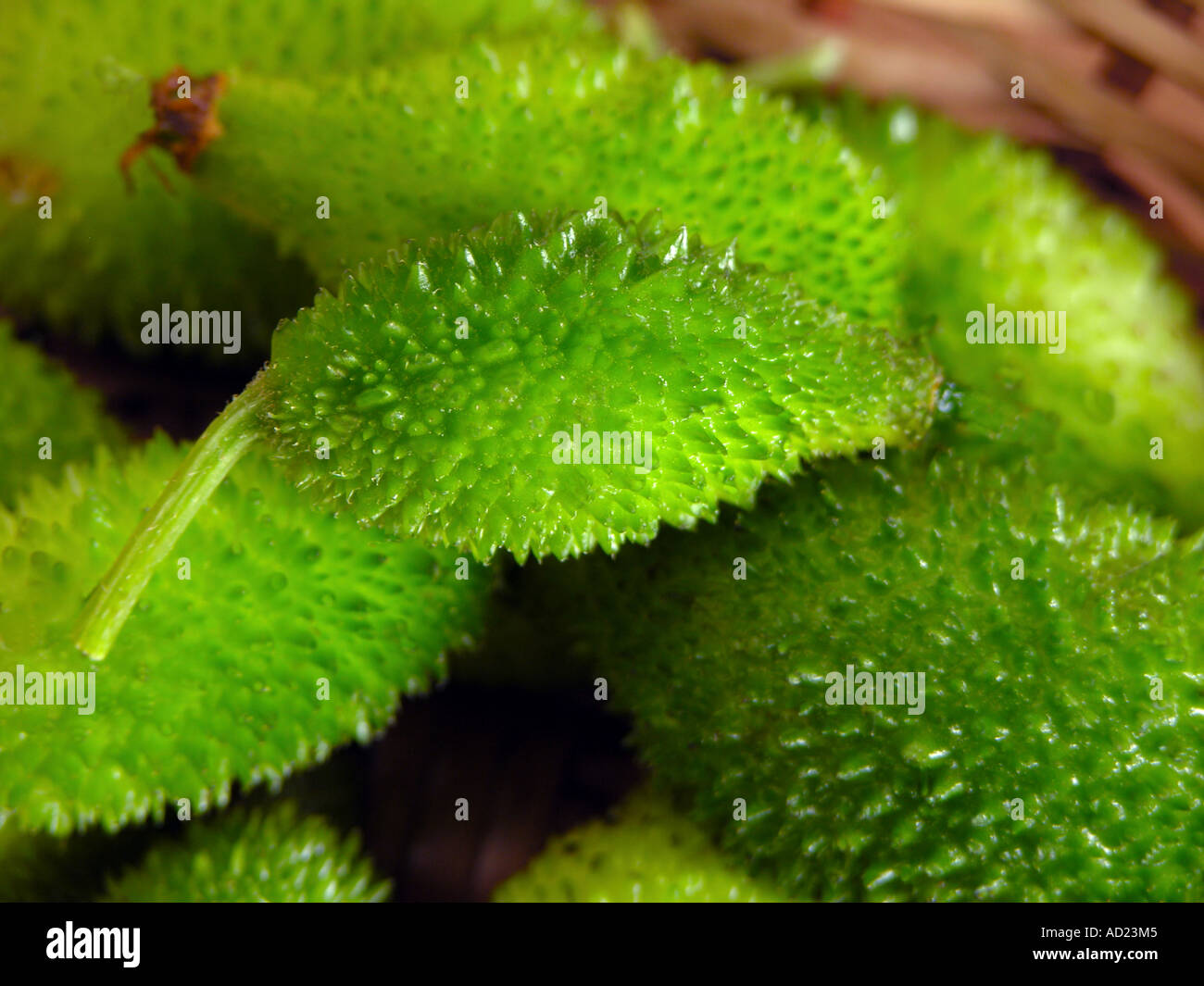 ADC72749 Food Kantoli green healthy Vegetable Stock Photo - Alamy
