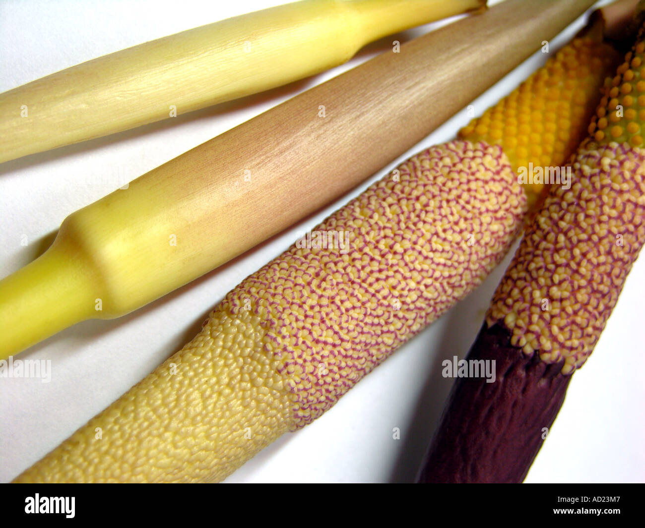 Shewale hi-res stock photography and images - Alamy