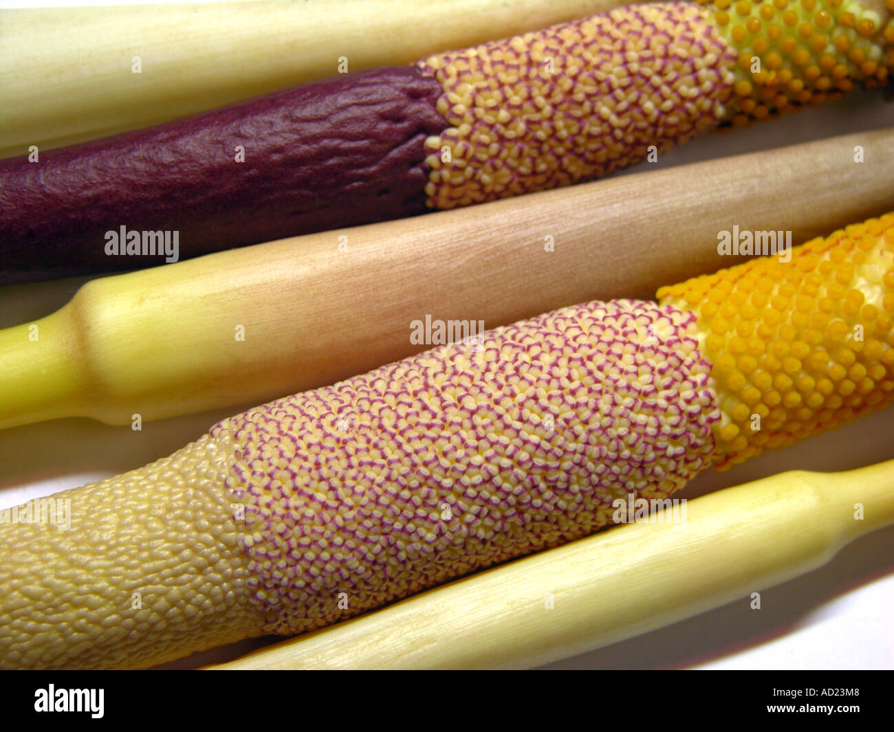 ADC72752 Food Shewale Vegetable Stock Photo - Alamy