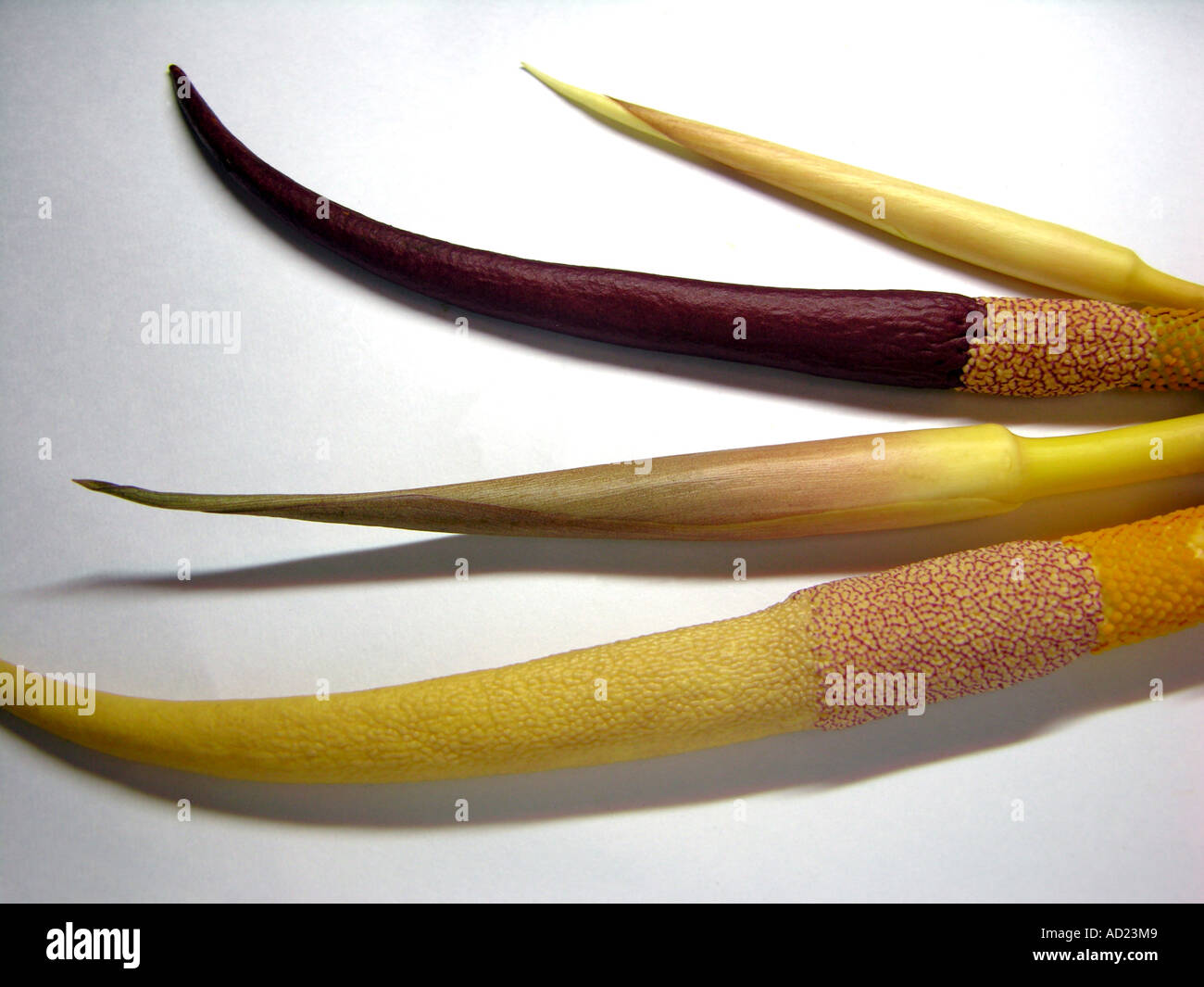 ADC72753 Food Shewale Vegetable Stock Photo - Alamy