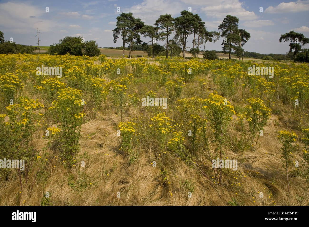 Breckland hi-res stock photography and images - Alamy