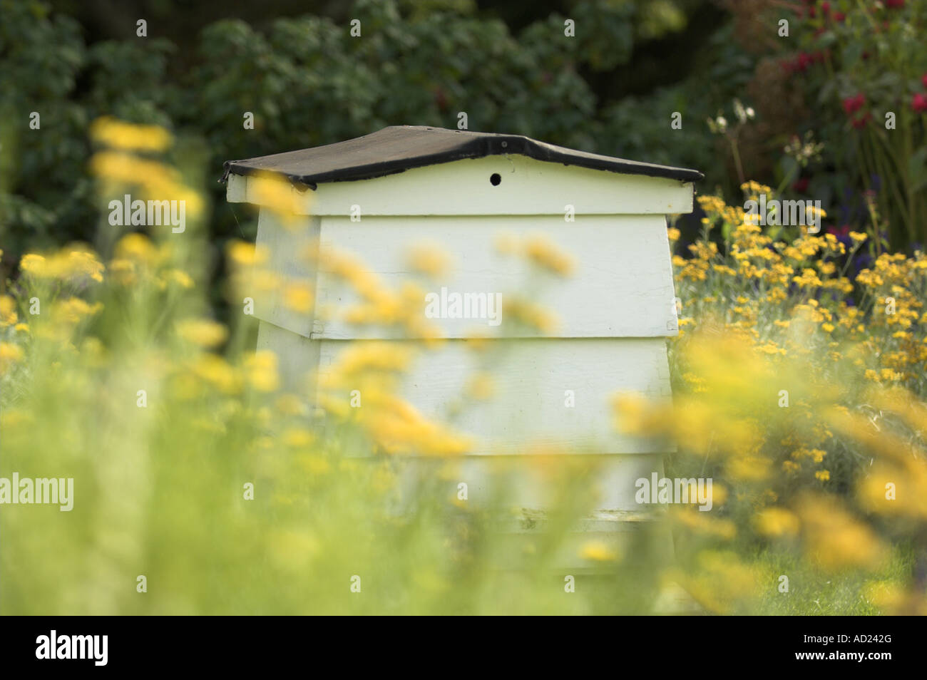 Traditional Beehive surrounded by Curry Plant helichrysum italicum in ...