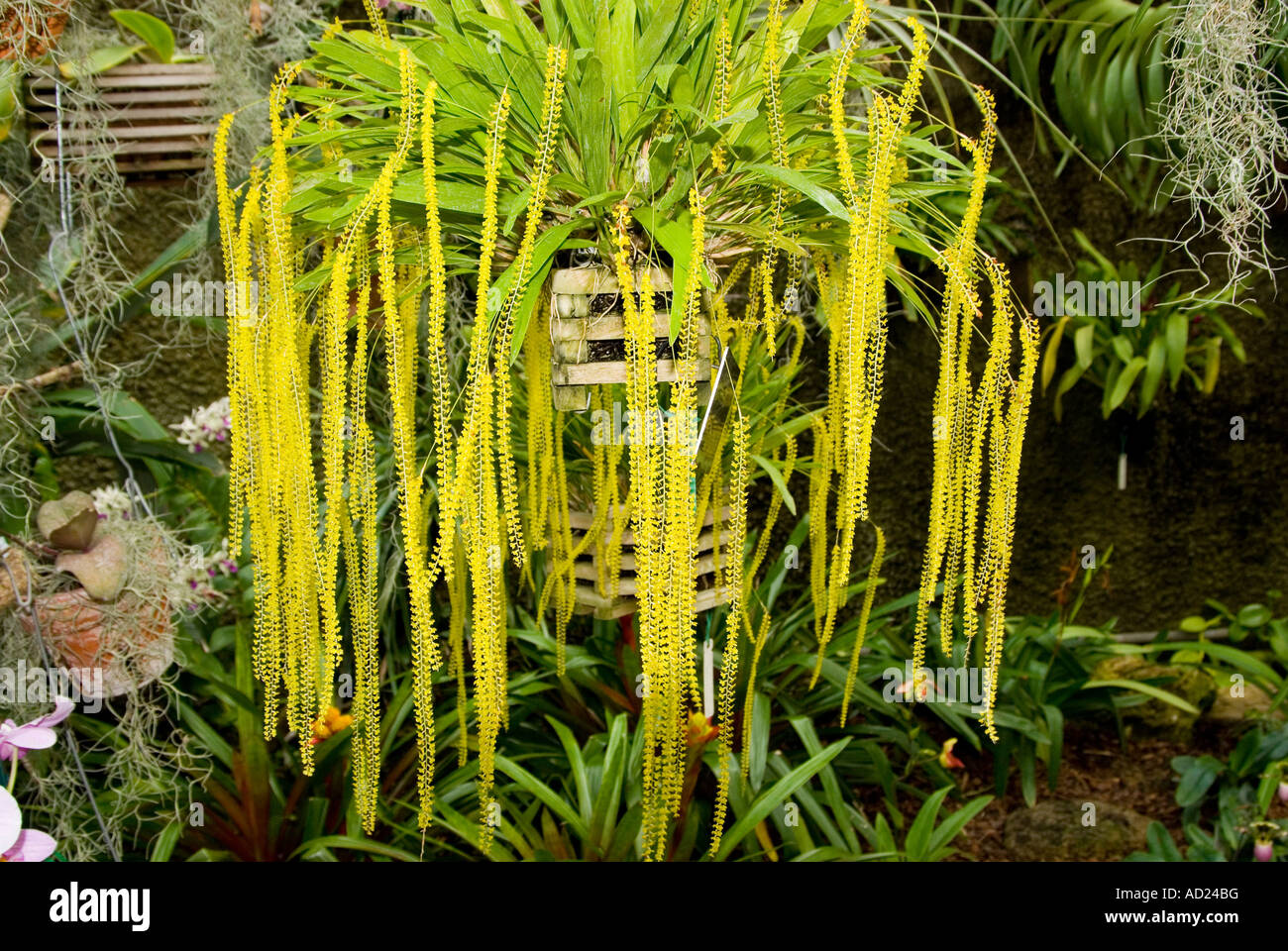 Golden Chain Orchid Stock Photo - Alamy
