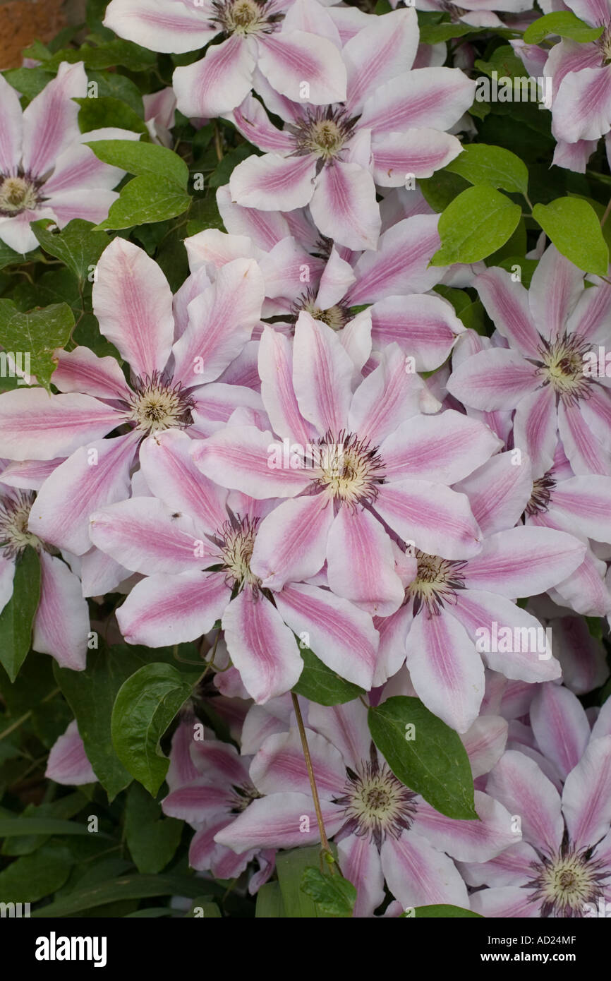 Clematis flowers hi-res stock photography and images - Alamy