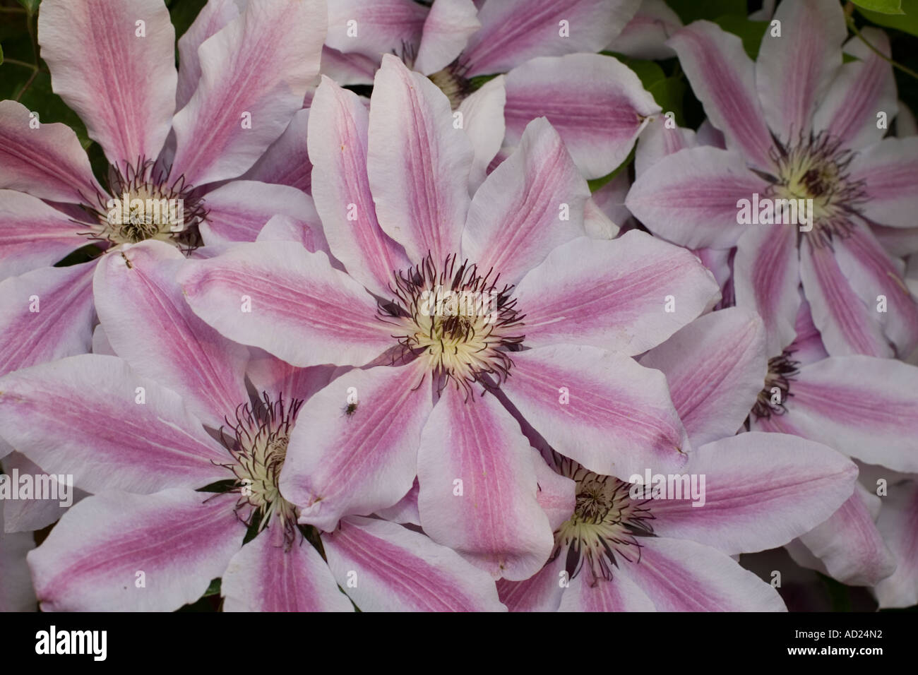 Cluster of large clematis flowers Cotswolds UK Stock Photo - Alamy