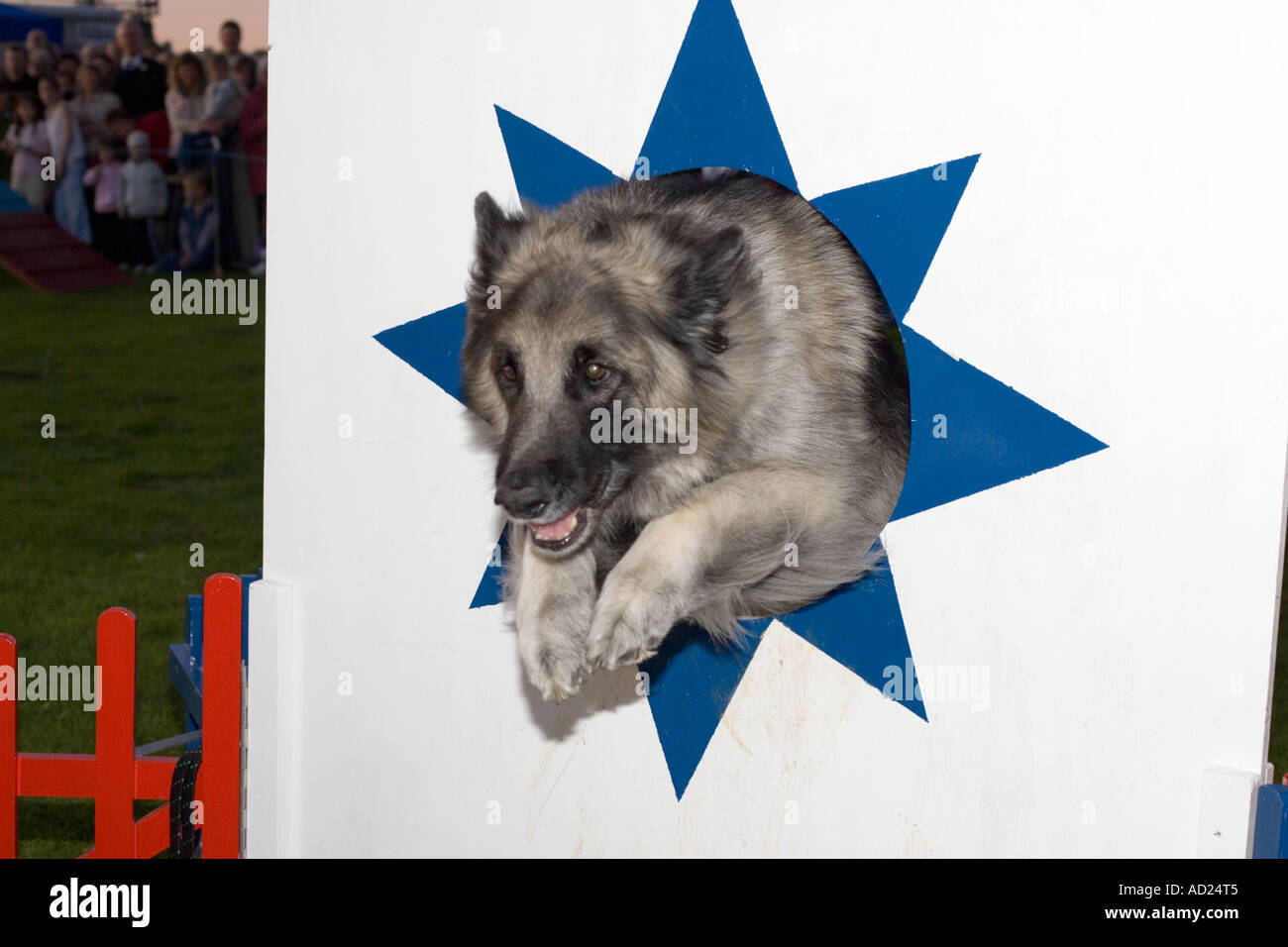 Alsation dog hi-res stock photography and images - Alamy