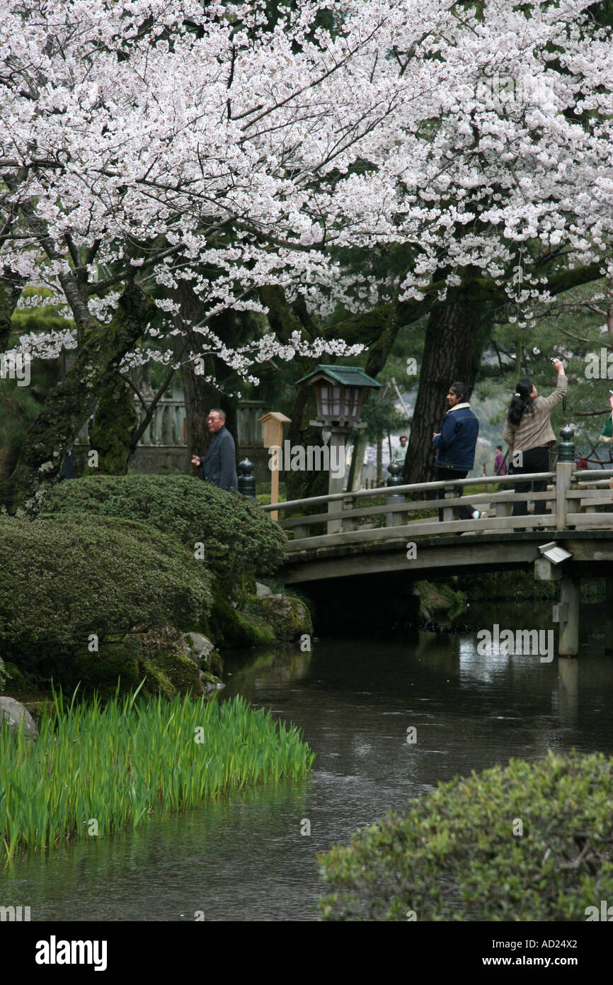 Japanese Garden Cherry Blossom Bridge