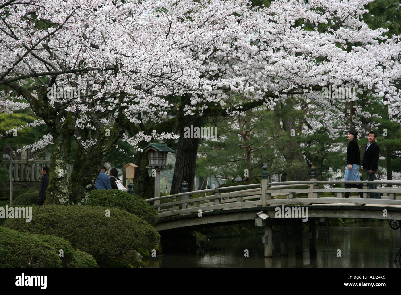 Cherry blossom and bridge at Kenrokuen garden in Kanazawa Japan Stock ...