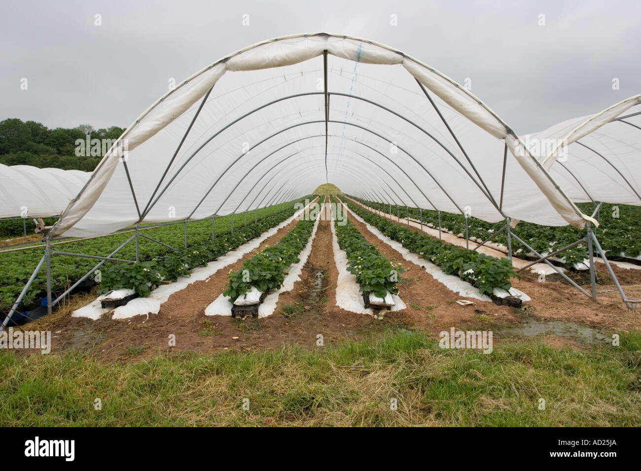 Strawberries growing in polytunnels near hi-res stock photography and ...