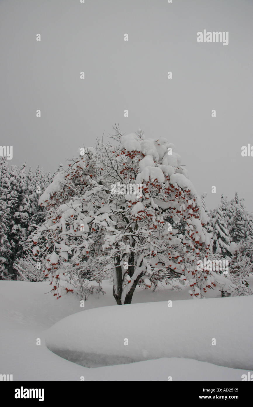 Snow covered persimmon tree in north Japan Stock Photo - Alamy