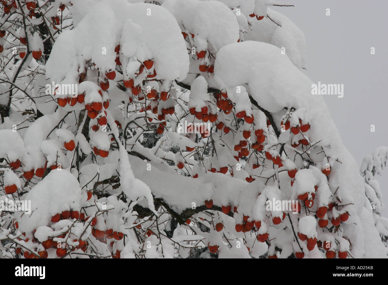 Snow covered persimmon tree in north Japan Stock Photo - Alamy