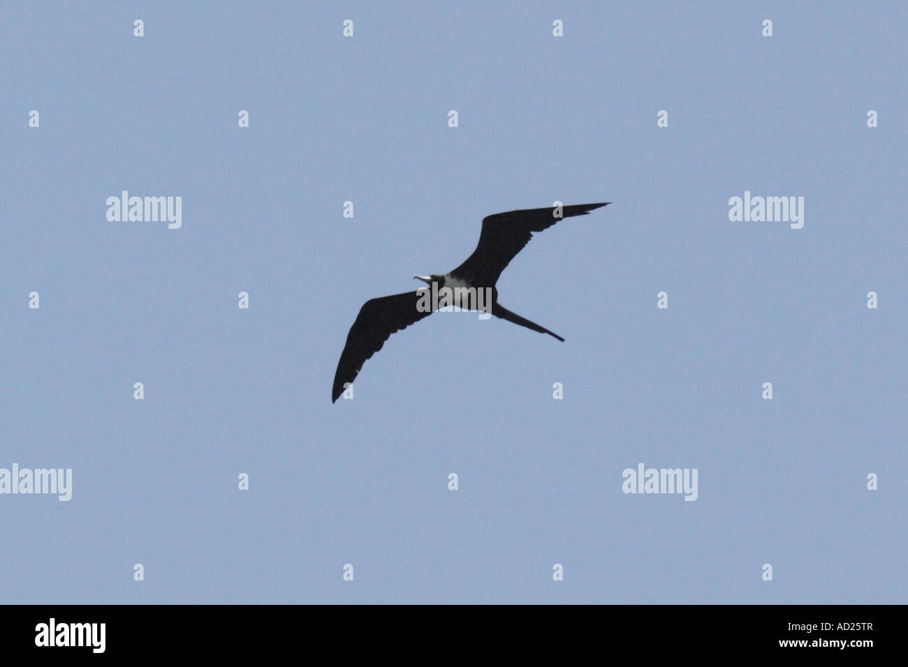 Black Albatross, Rosario Island, Bolivar, Caribbean, Colombia, South ...
