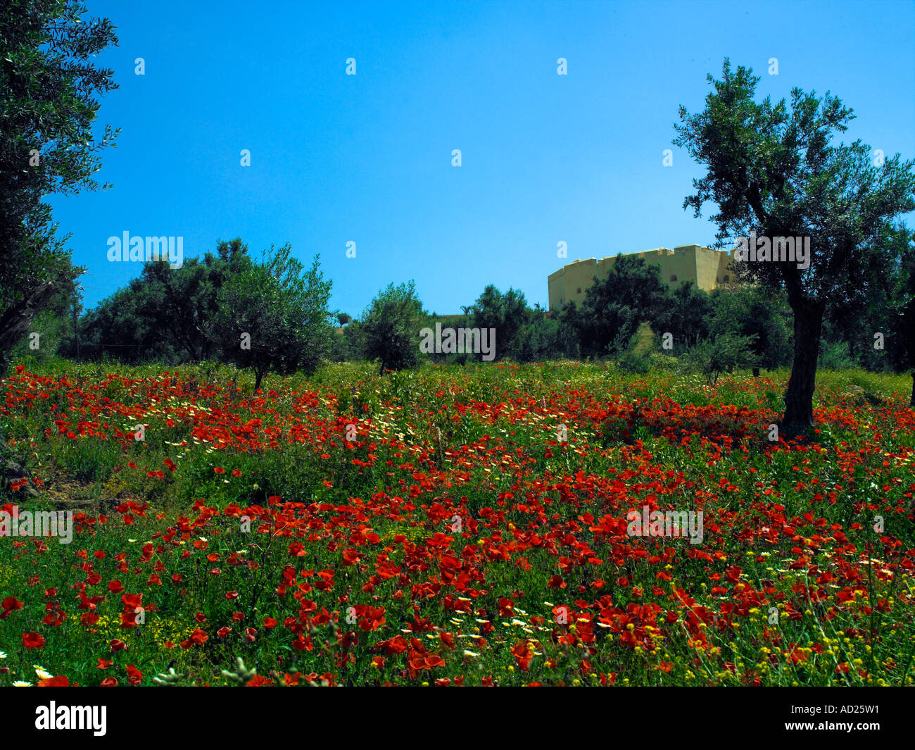 Spring morocco hi-res stock photography and images - Alamy