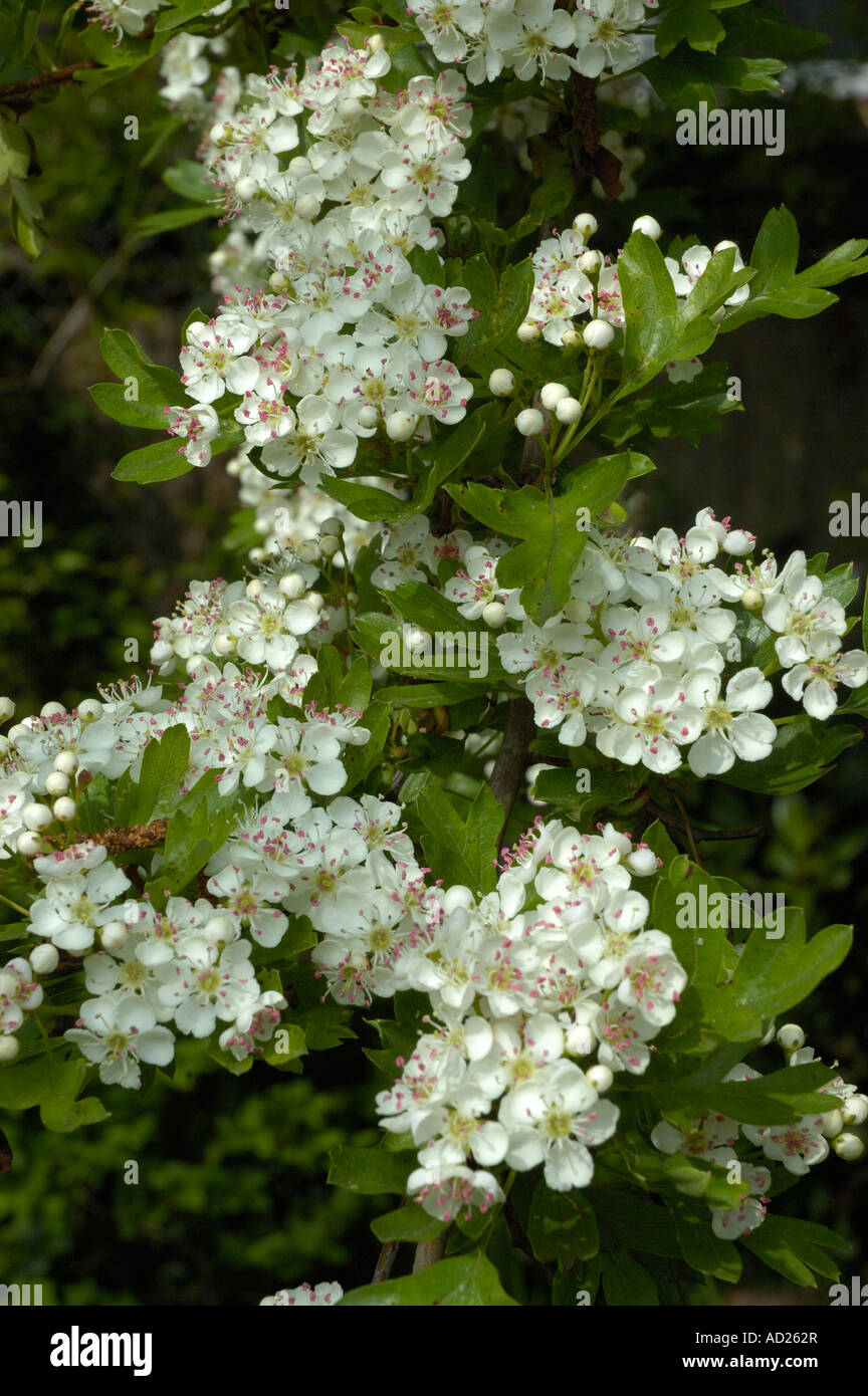 Hawthorn hedge detail hi-res stock photography and images - Alamy