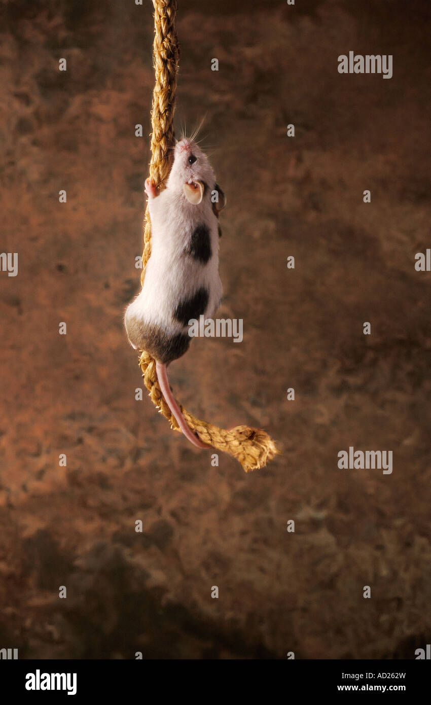 Mouse climbing up rope Stock Photo - Alamy