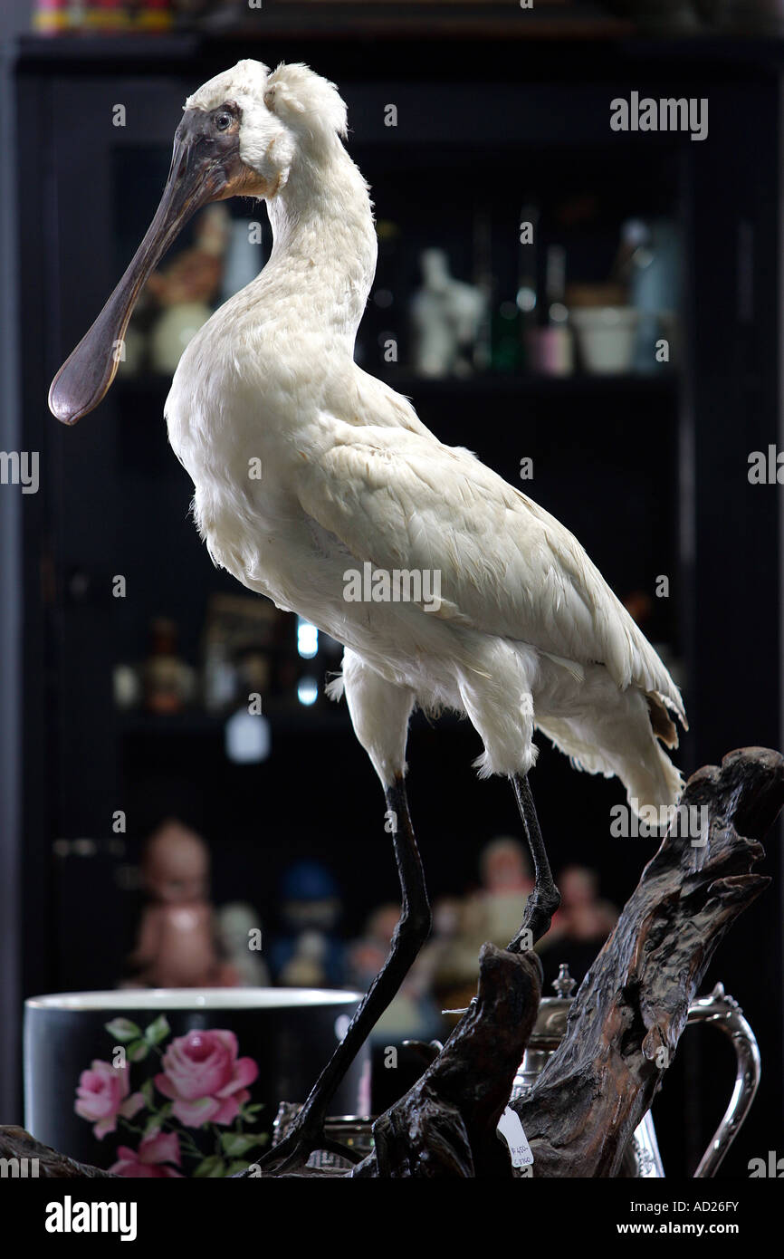 Stuffed spoonbill in one of the shops on Nelson's Antique Trail, New ...