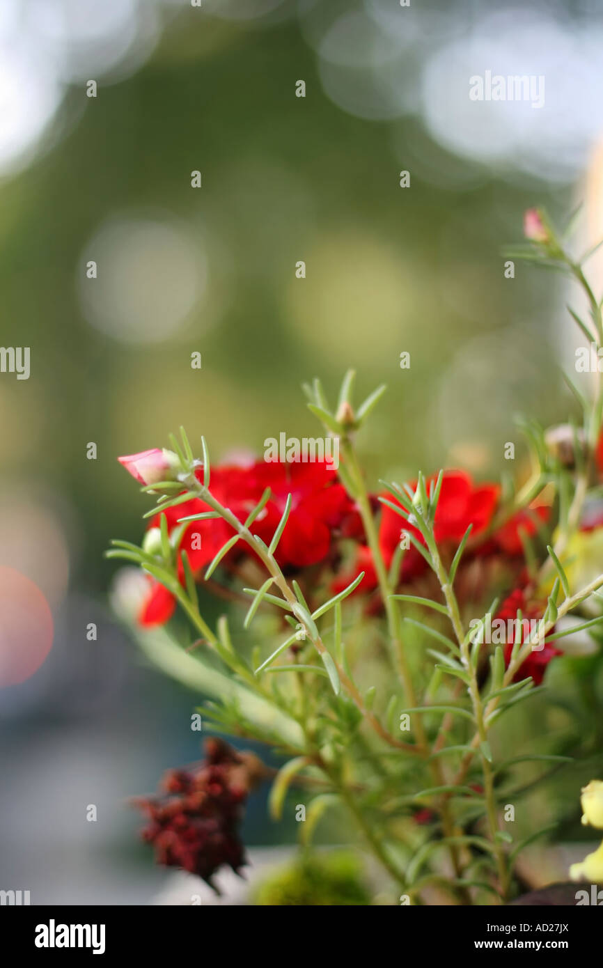 Street flowers in Brooklyn Stock Photo - Alamy