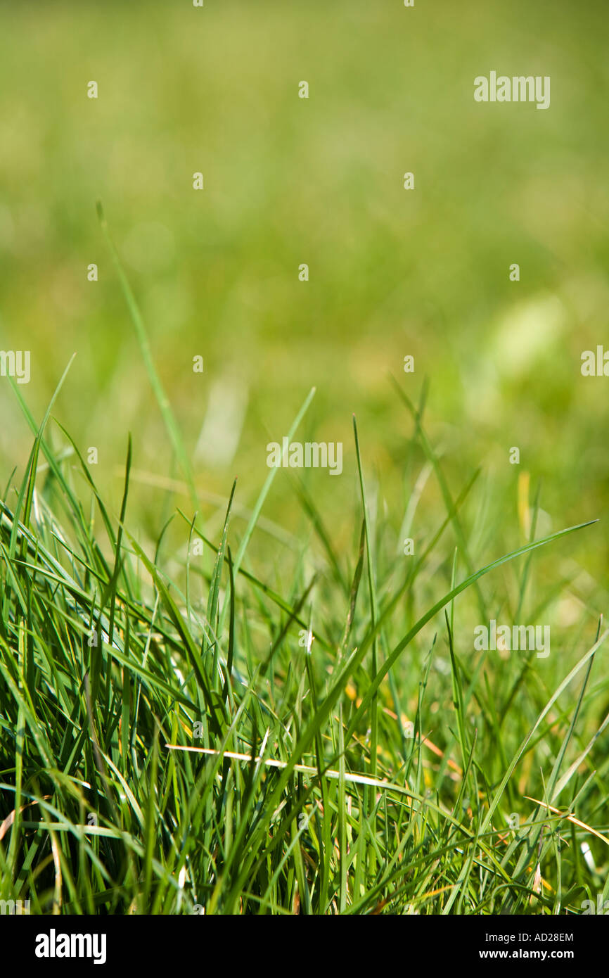 forest of grass, low view point on the ground looking up at green grass ...