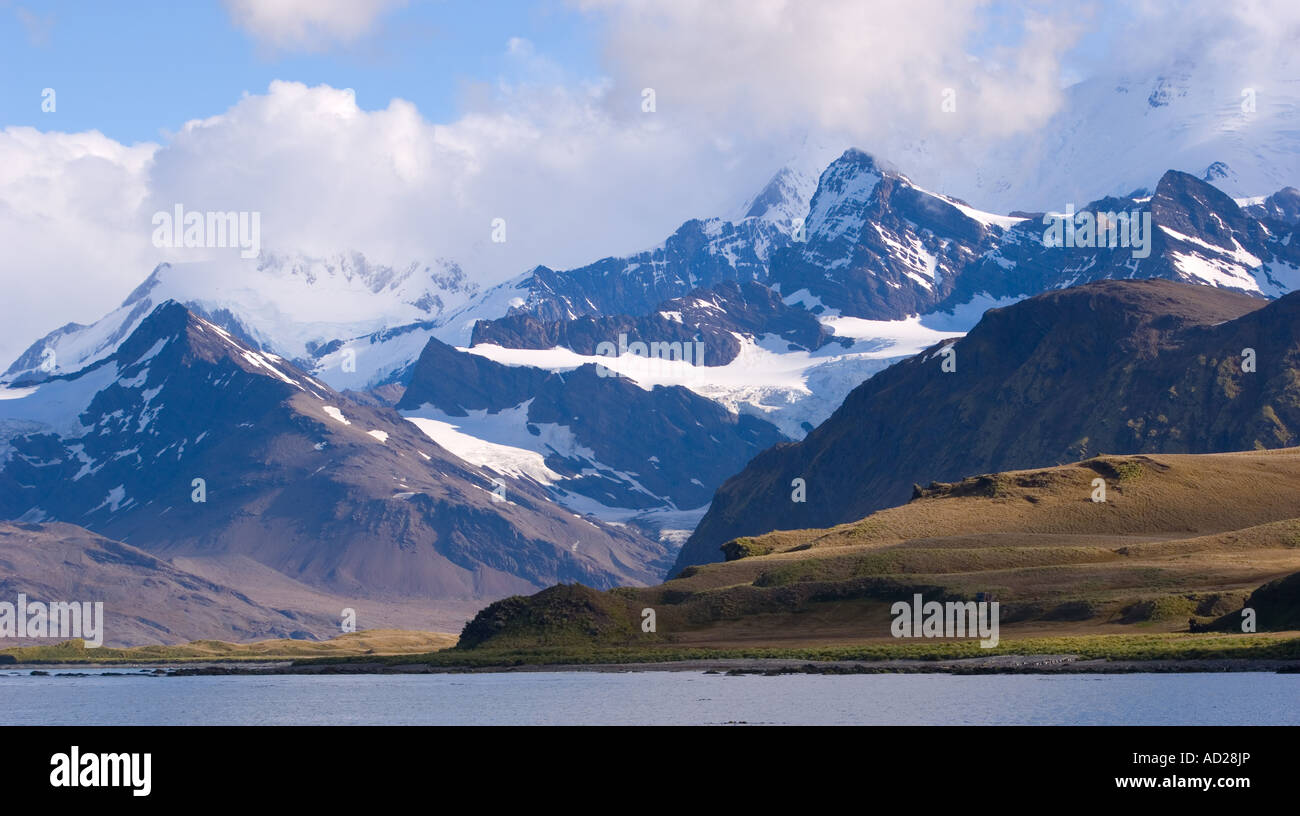 Summer in South Georgia, Falklands Stock Photo - Alamy