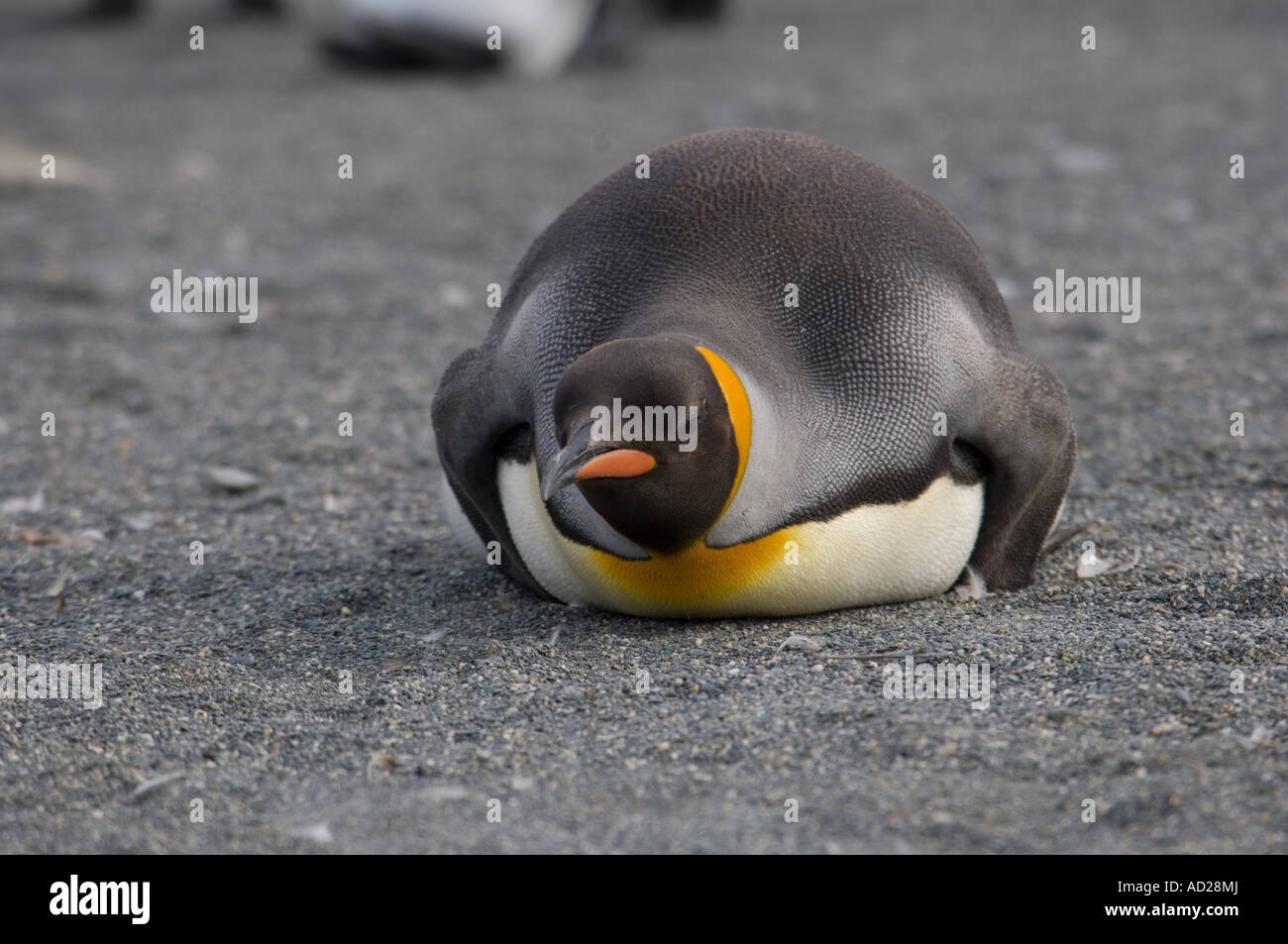 King Penguin Sleeping Stock Photo - Alamy