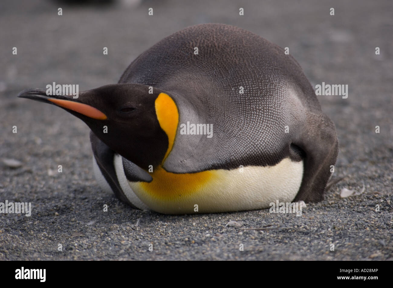 King Penguin resting profile Stock Photo - Alamy