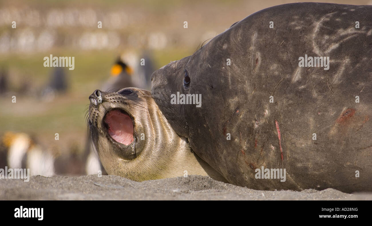 Aggression submission hi-res stock photography and images - Alamy