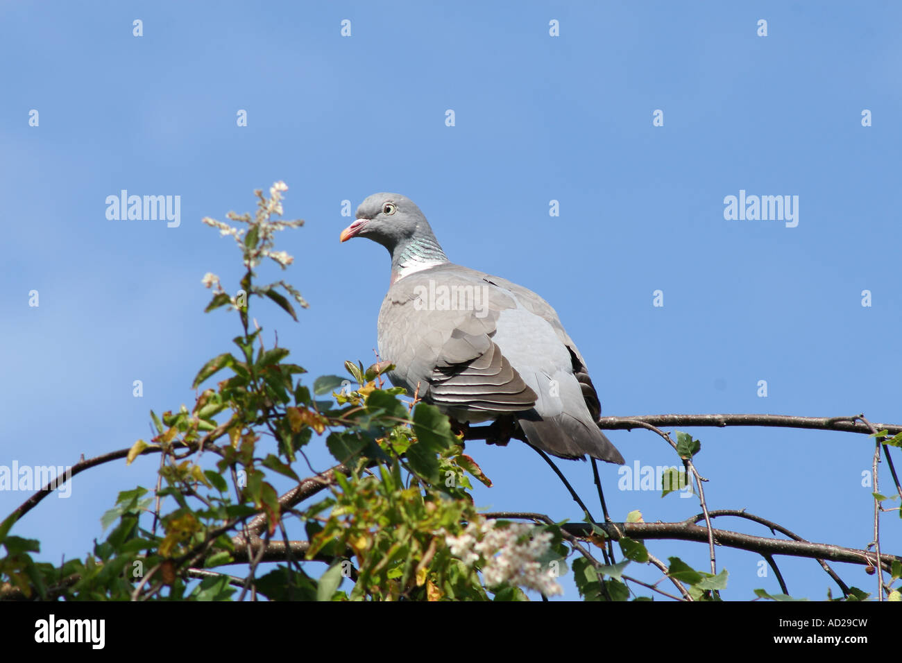 Wood pigeon in tree hi-res stock photography and images - Alamy