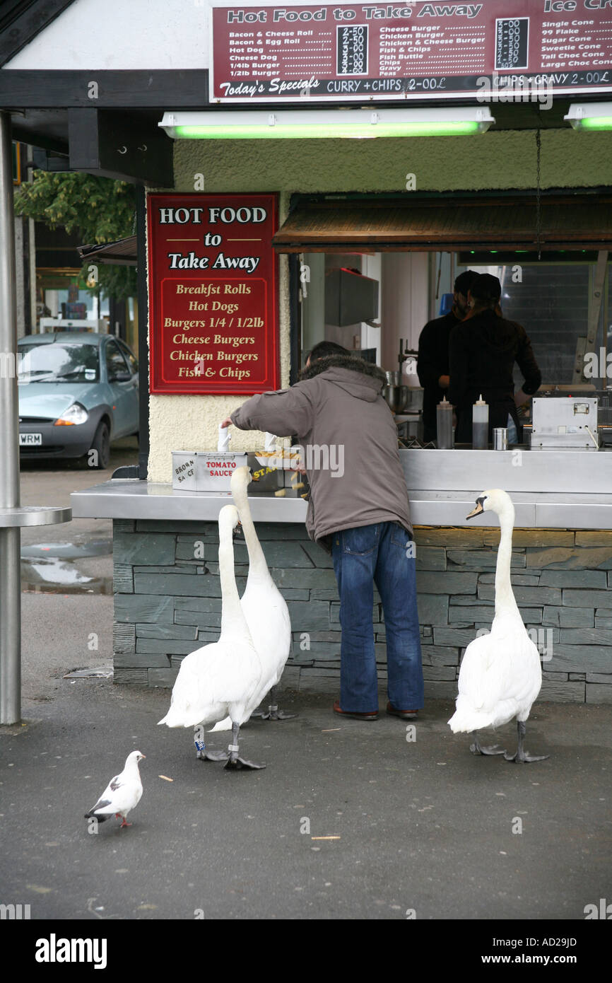Swans pestering man buying chips in Windermere, Lake District, Cumbria ...