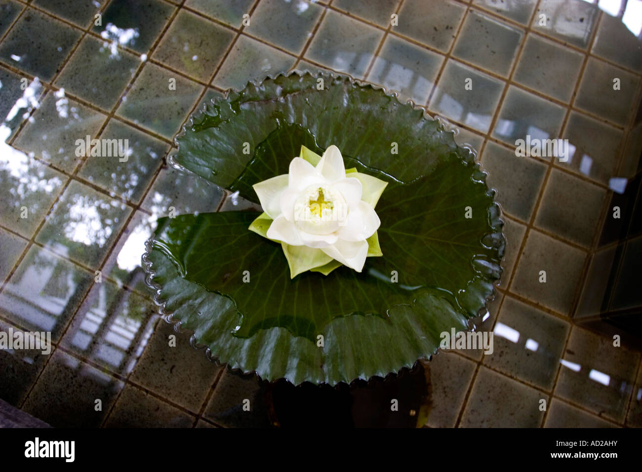Lotus flowers in the luxury health spa at the Shangri-La Hotel in ...