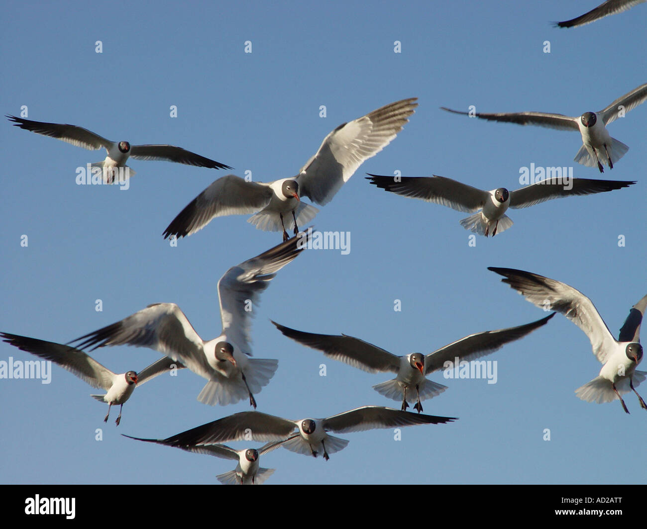 Gulls birds hi-res stock photography and images - Alamy