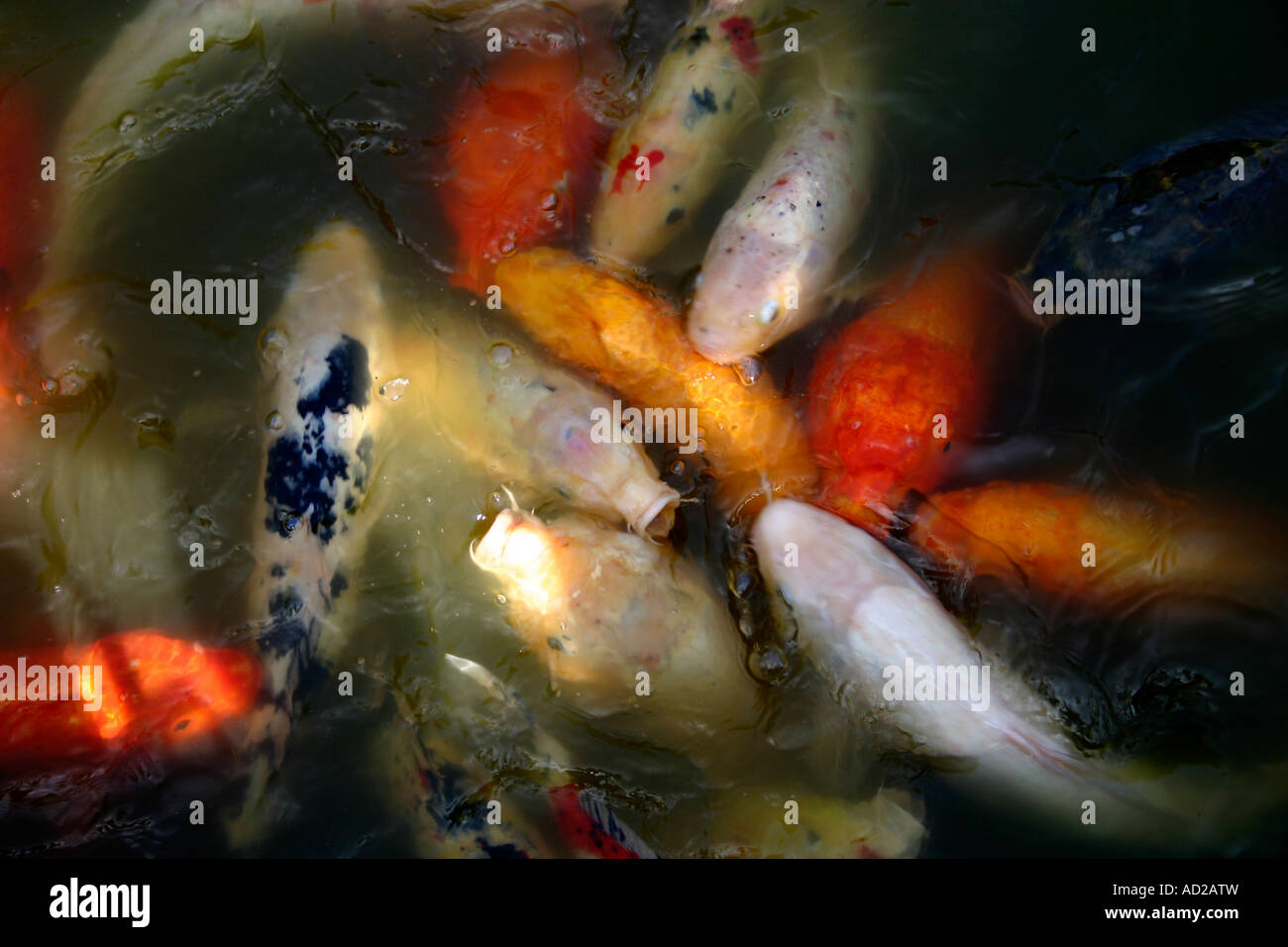 Variety of carp hi-res stock photography and images - Alamy