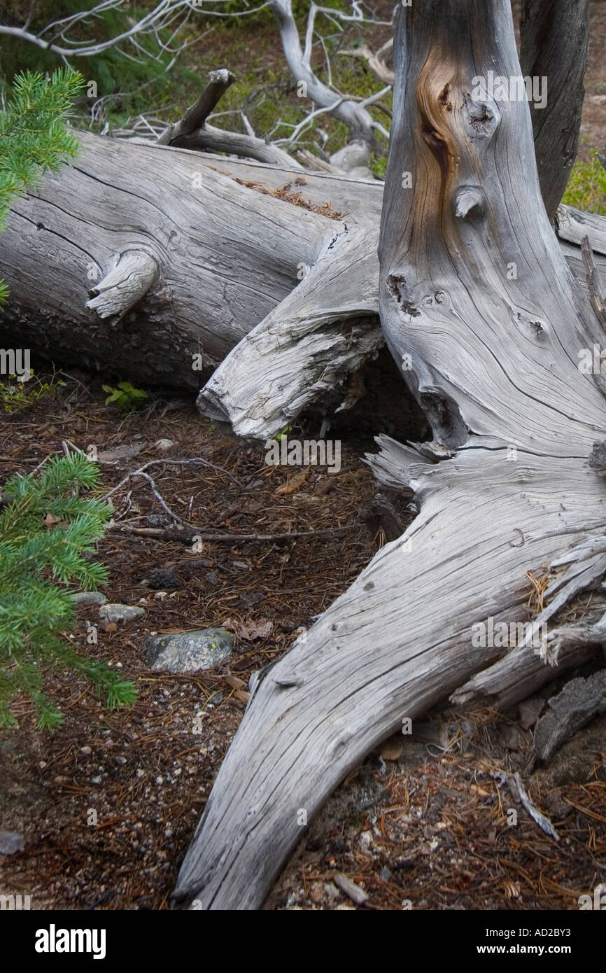 Bleached tree trunks hi-res stock photography and images - Alamy