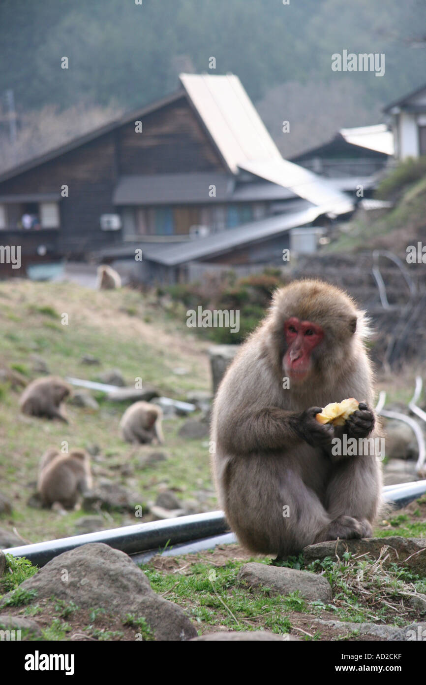 Japanese macaques in the mountains of Nagano Stock Photo - Alamy