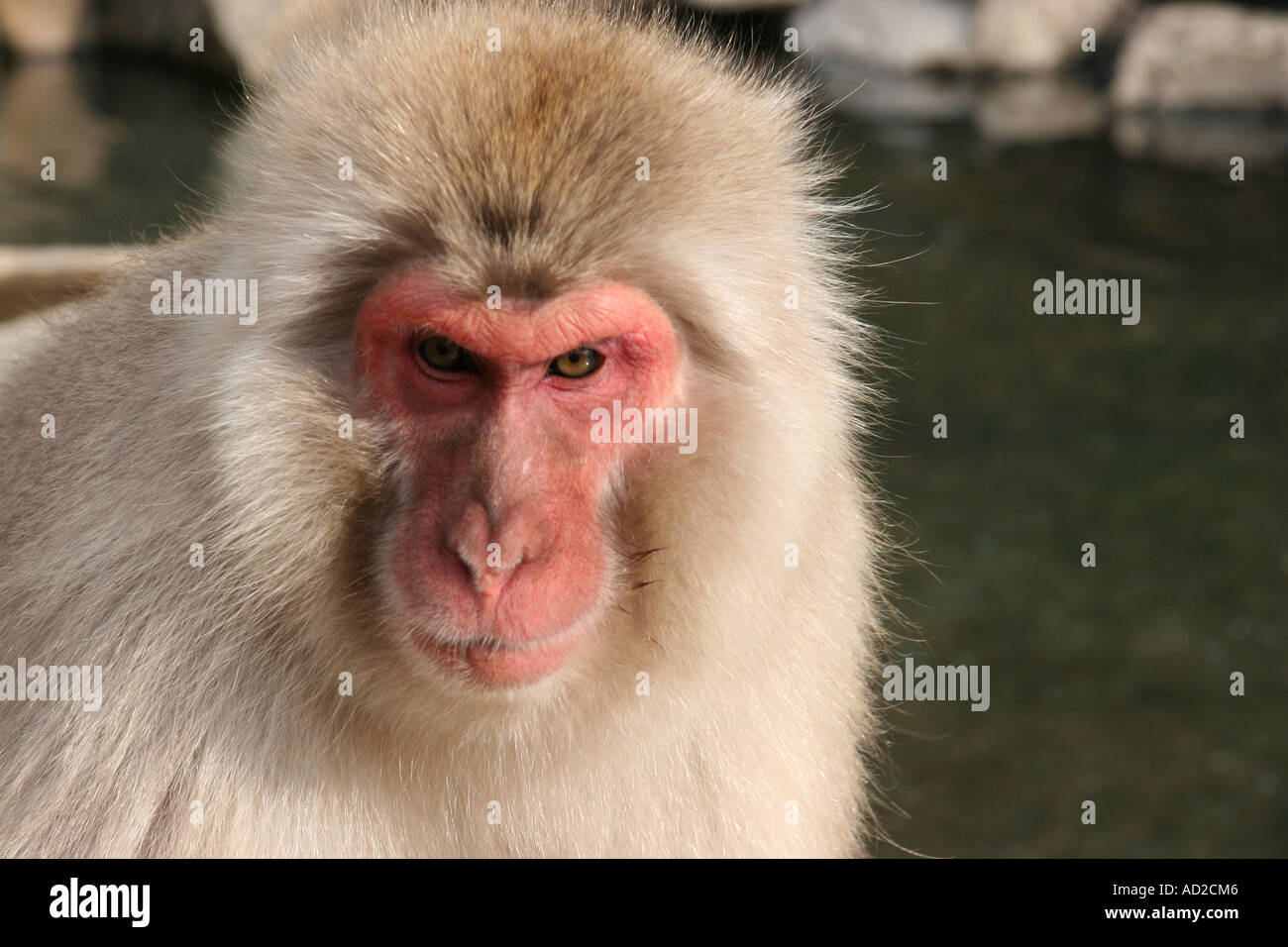 Japanese macaque at a hot spring in Nagano Stock Photo - Alamy
