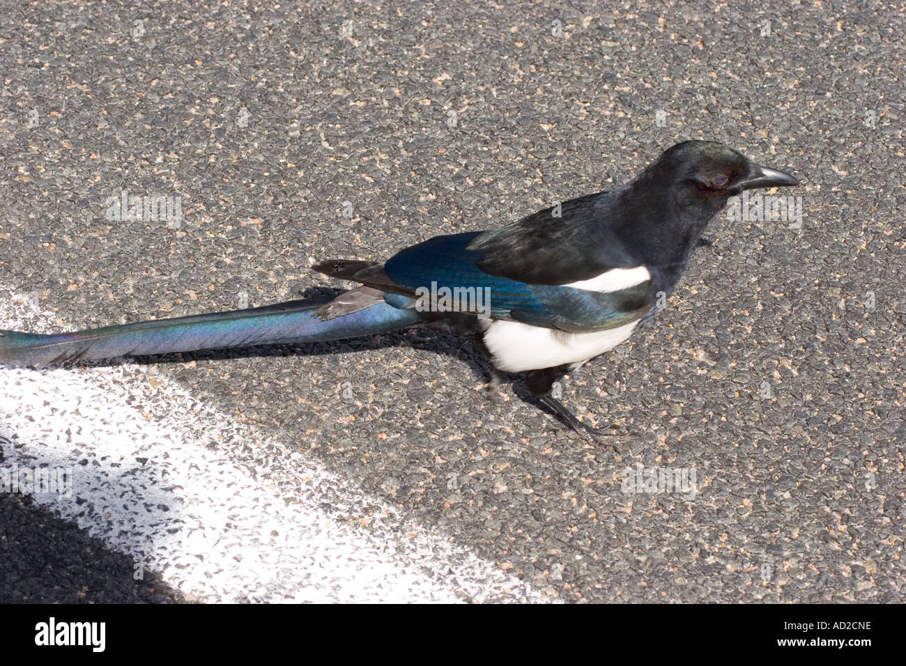 Magpie road hi-res stock photography and images - Alamy