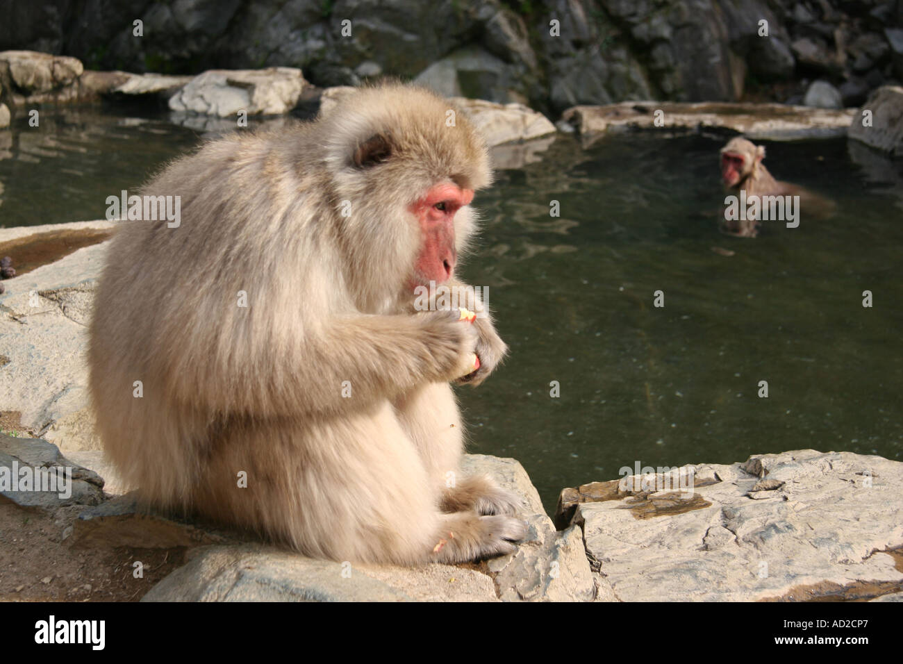 Japanese macaques at a hot spring in Nagano Stock Photo - Alamy