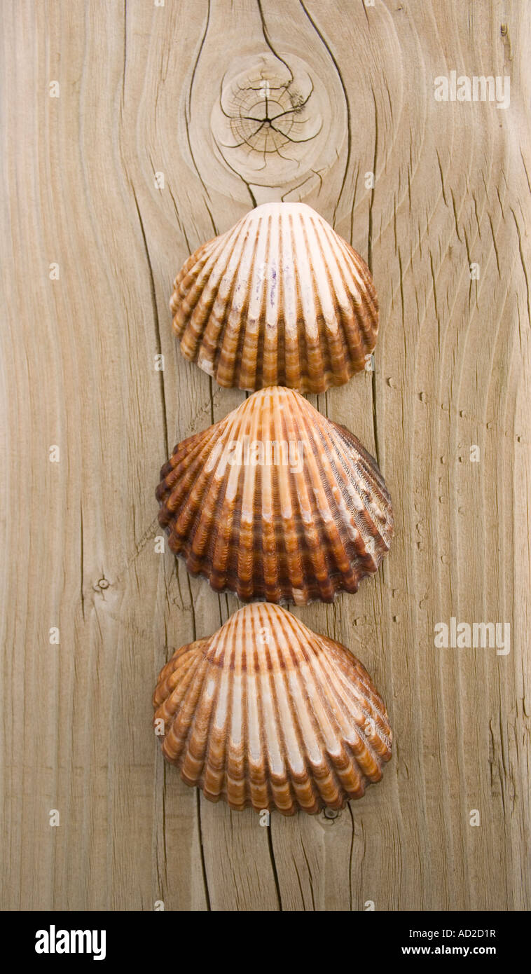 Three shells on piece of wood Stock Photo - Alamy
