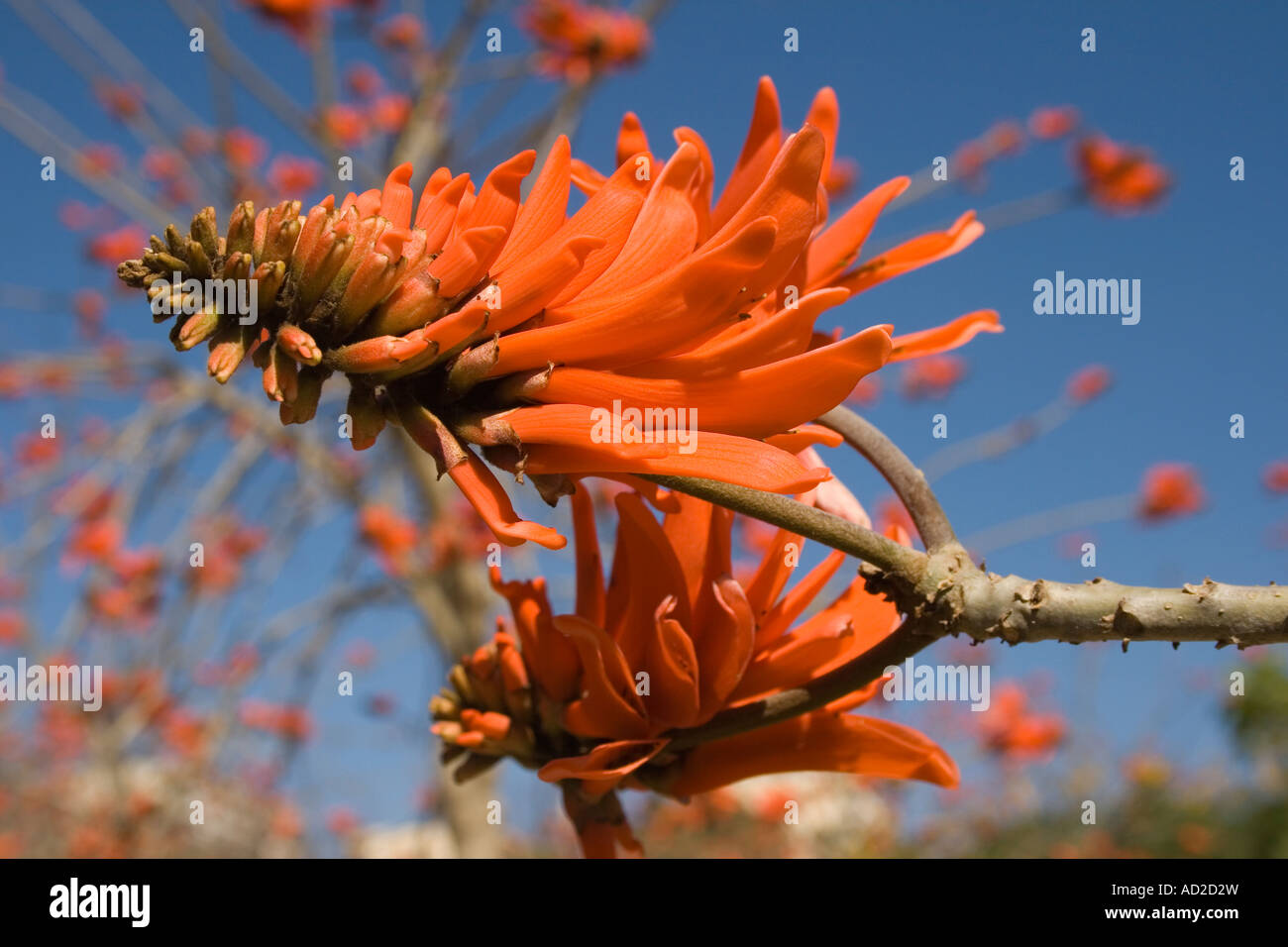 Coral tree hi-res stock photography and images - Alamy